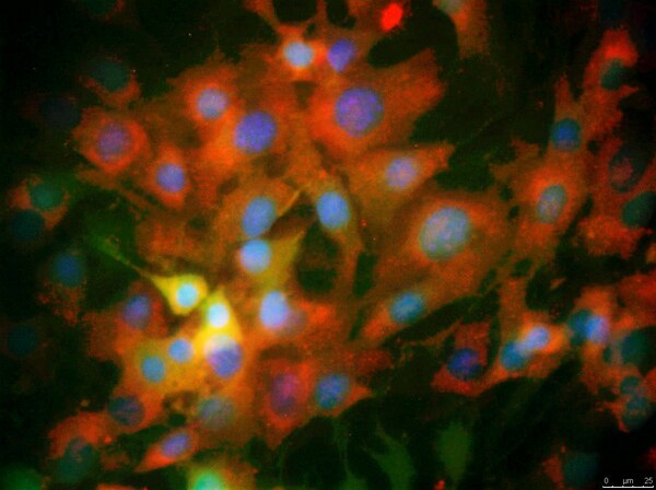 Mouse OP9-DL4 Delta-like 4 Notch Ligand Cell Line | SCC494